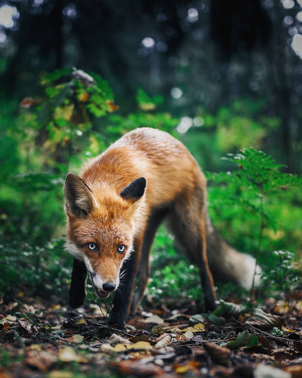 “Into The Wildlands Of Finland”: Dreamlike Animal Portraits By Joachim ...