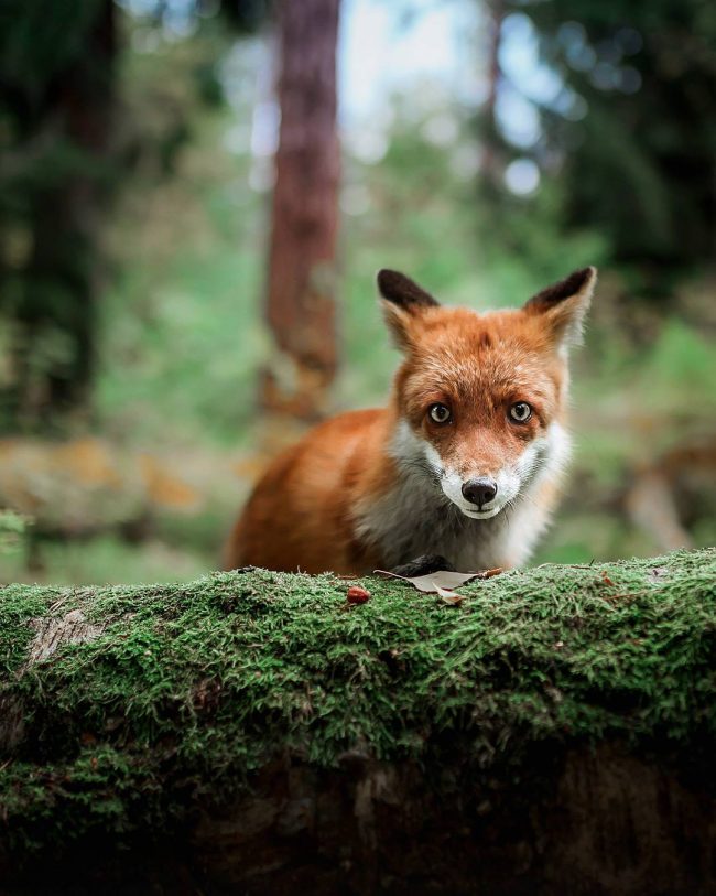 “Into The Wildlands Of Finland”: Dreamlike Animal Portraits By Joachim ...