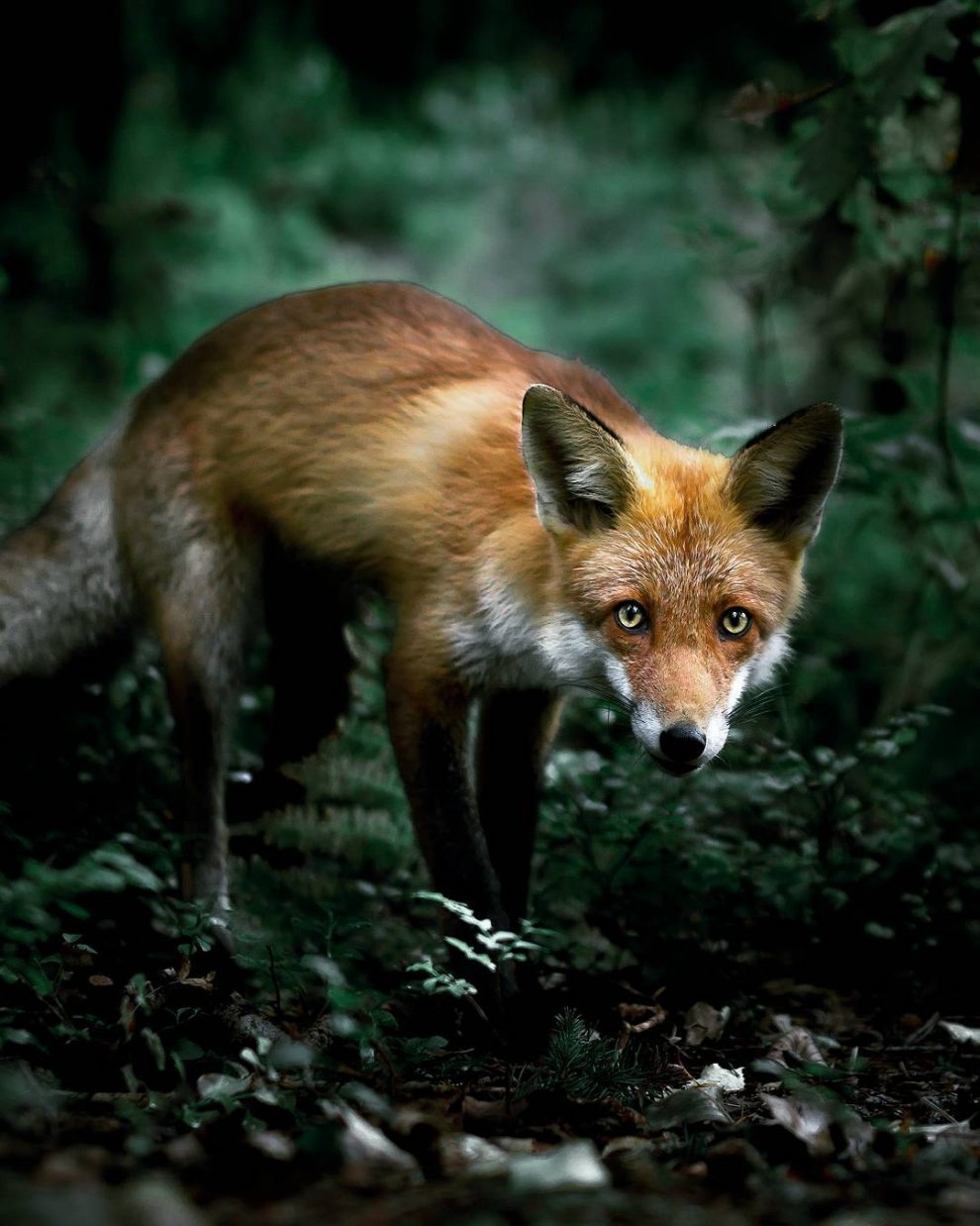 “Into The Wildlands Of Finland”: Dreamlike Animal Portraits By Joachim ...