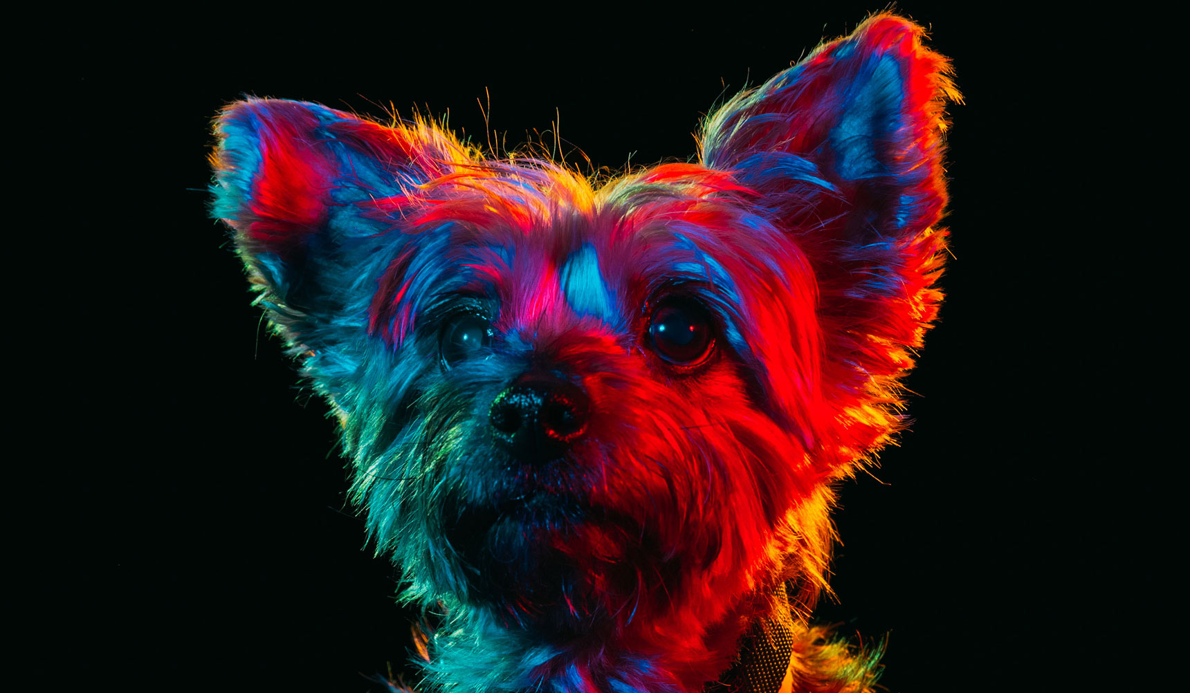 Photographer Paul Octavious Captures Stunning Psychedelic Pup Portraits ...