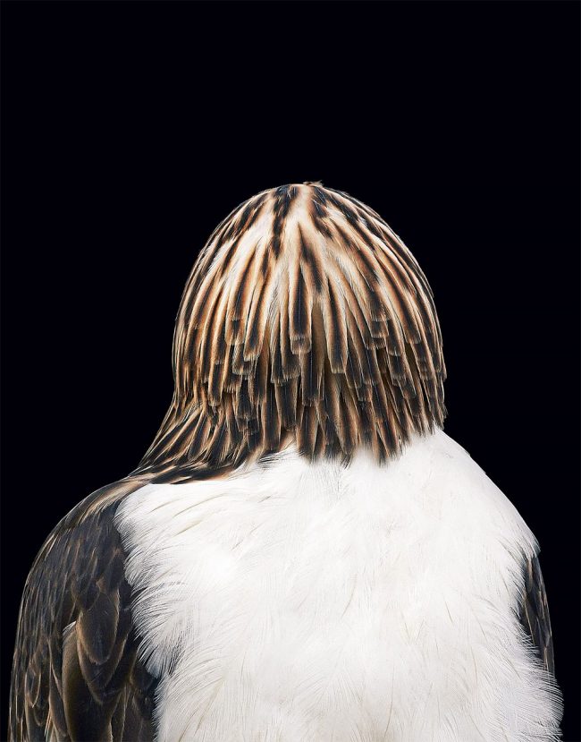 Photographer Tim Flach Spent Two Years Photographing Animals That May ...