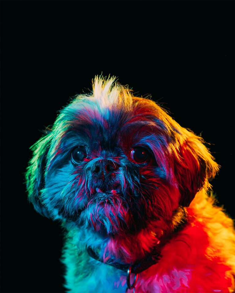 Photographer Paul Octavious Captures Stunning Psychedelic Pup Portraits ...