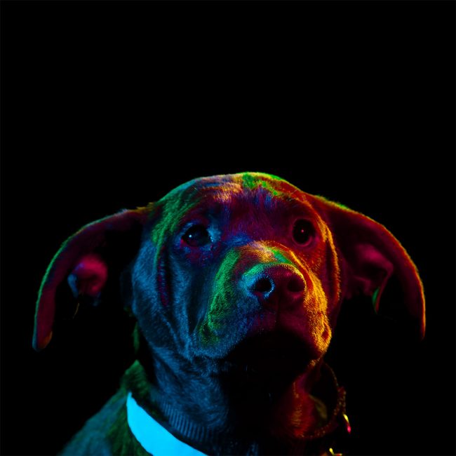 Photographer Paul Octavious Captures Stunning Psychedelic Pup Portraits ...