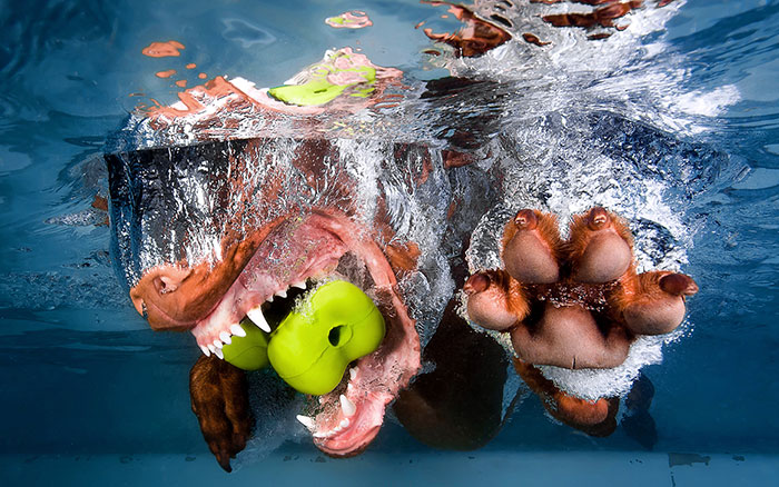 Funny Underwater Pictures Capture Dogs Diving Head First Into Swimming ...