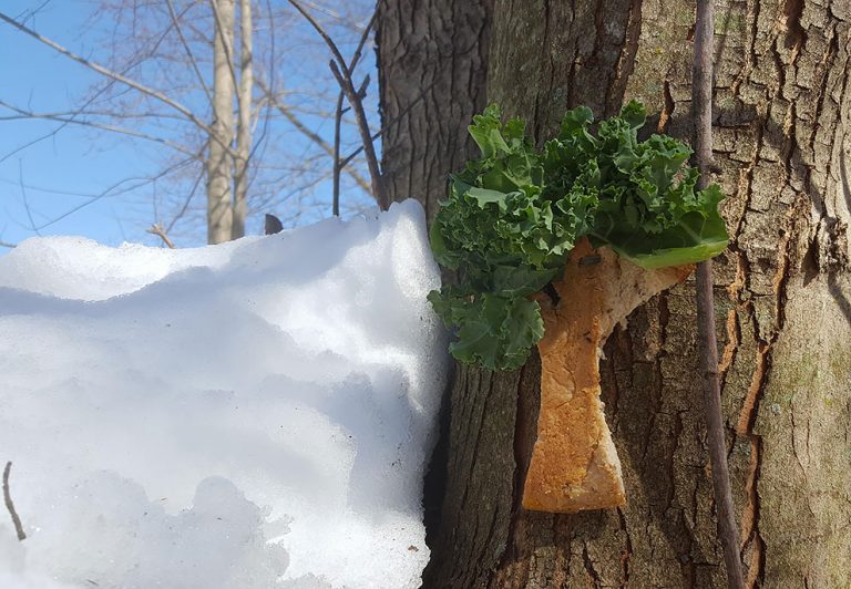 There’s An Online Community About Stapling Bread To Trees » Design You ...