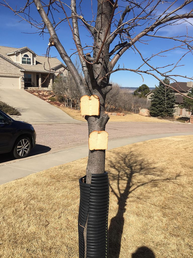 There’s An Online Community About Stapling Bread To Trees » Design You ...