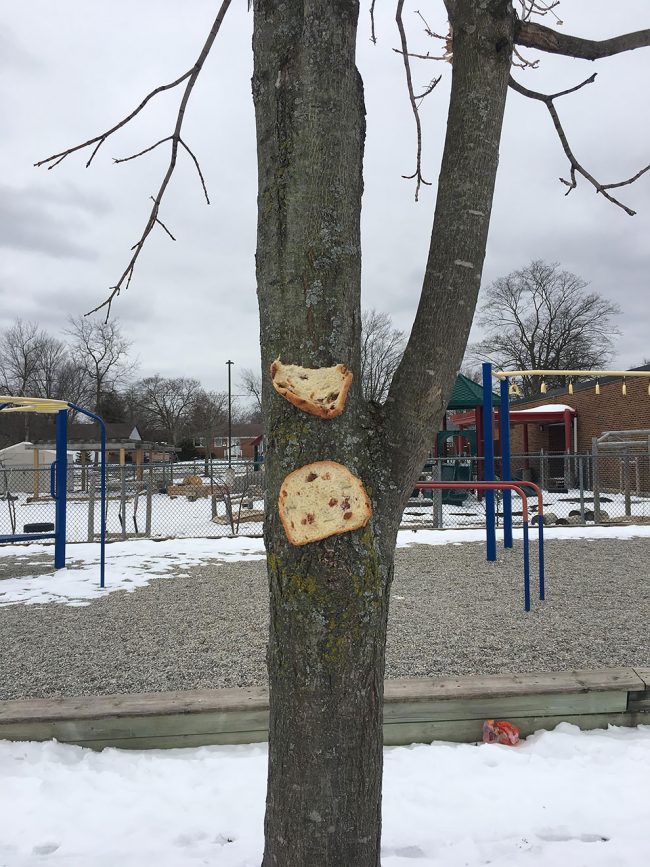There’s An Online Community About Stapling Bread To Trees » Design You ...