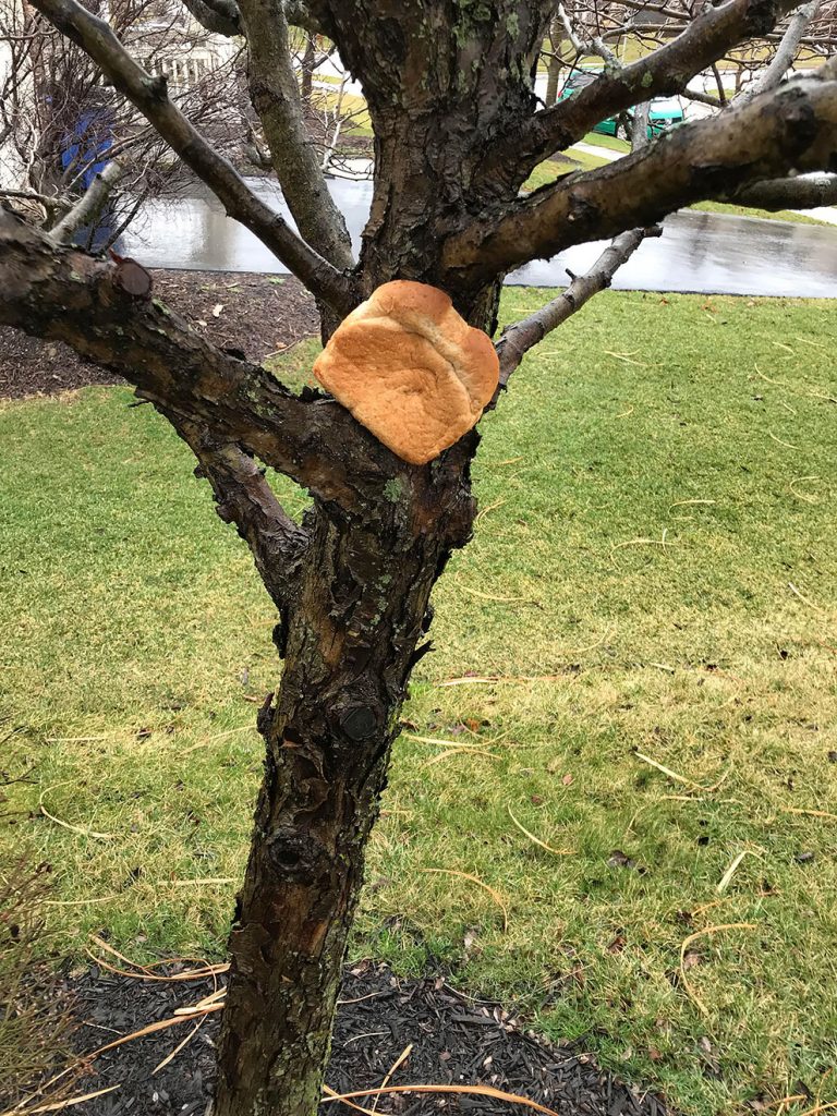 There’s An Online Community About Stapling Bread To Trees » Design You ...