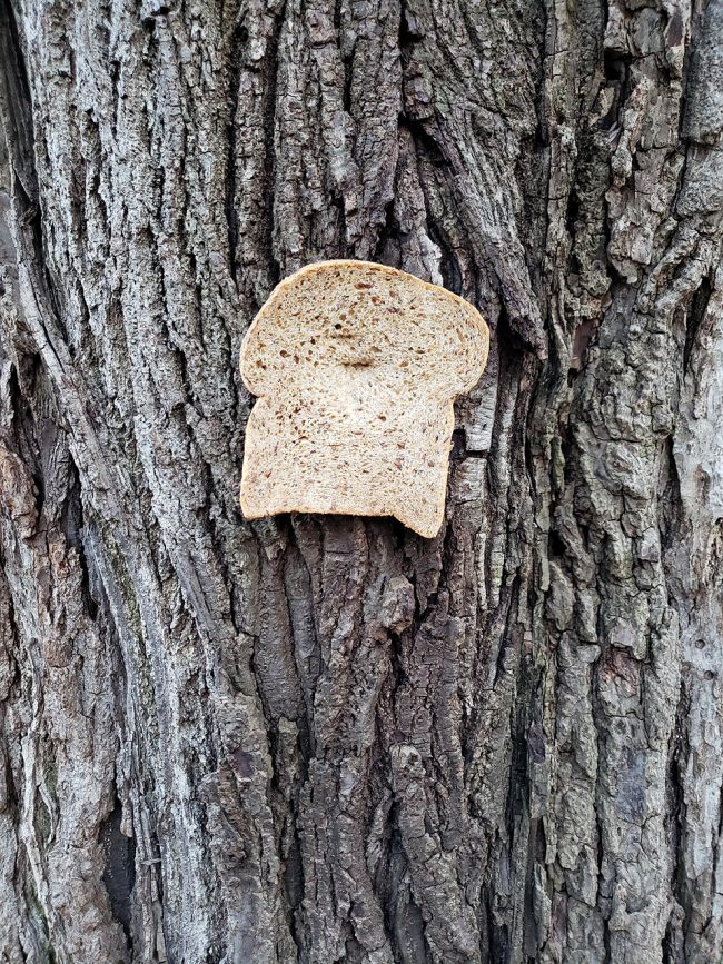 There’s An Online Community About Stapling Bread To Trees » Design You ...