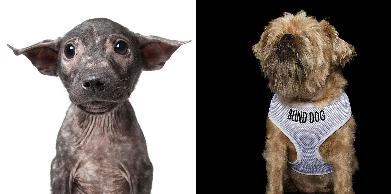 Photographer Set Out To Capture The Personalities Of Animals Who Adapt ...