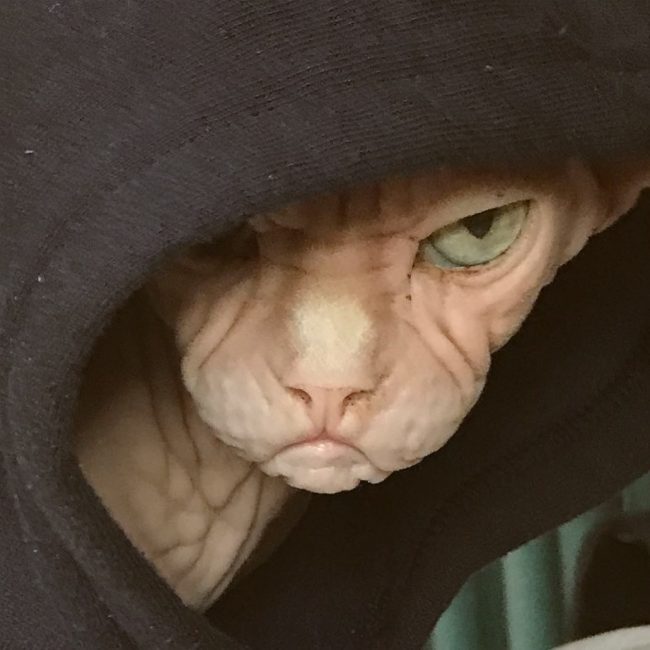 Meet Loki – The World’s Grumpiest Sphynx Cat » Design You Trust ...