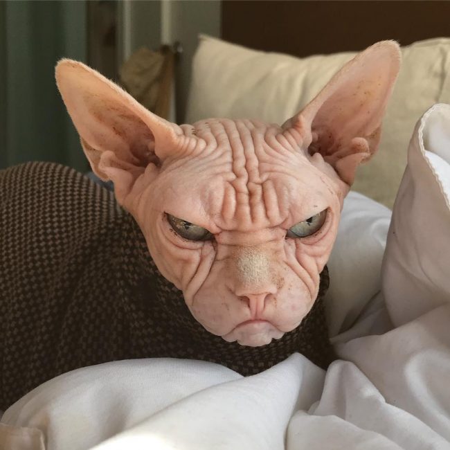 Meet Loki – The World’s Grumpiest Sphynx Cat » Design You Trust ...