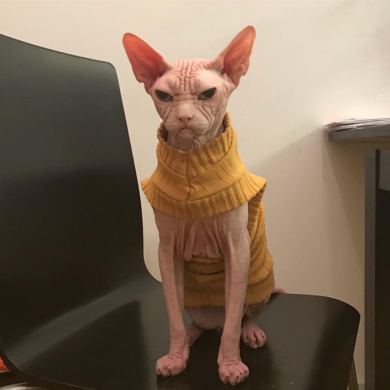 Meet Loki – The World’s Grumpiest Sphynx Cat » Design You Trust ...