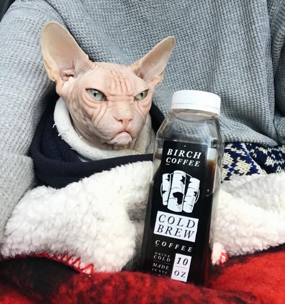 Meet Loki – The World’s Grumpiest Sphynx Cat » Design You Trust ...