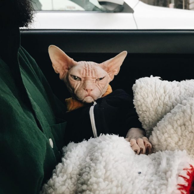 Meet Loki – The World’s Grumpiest Sphynx Cat » Design You Trust ...
