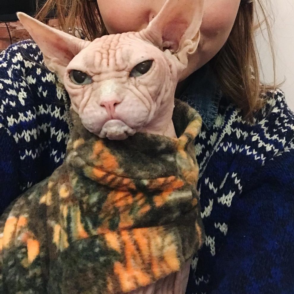 Meet Loki – The World’s Grumpiest Sphynx Cat » Design You Trust ...