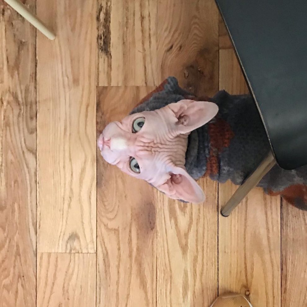 Meet Loki – The World’s Grumpiest Sphynx Cat » Design You Trust ...