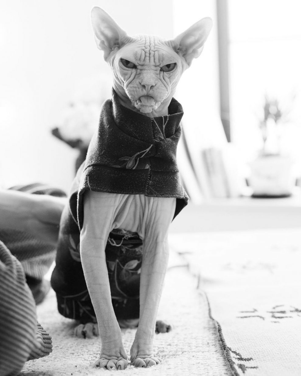 Meet Loki – The World’s Grumpiest Sphynx Cat » Design You Trust ...