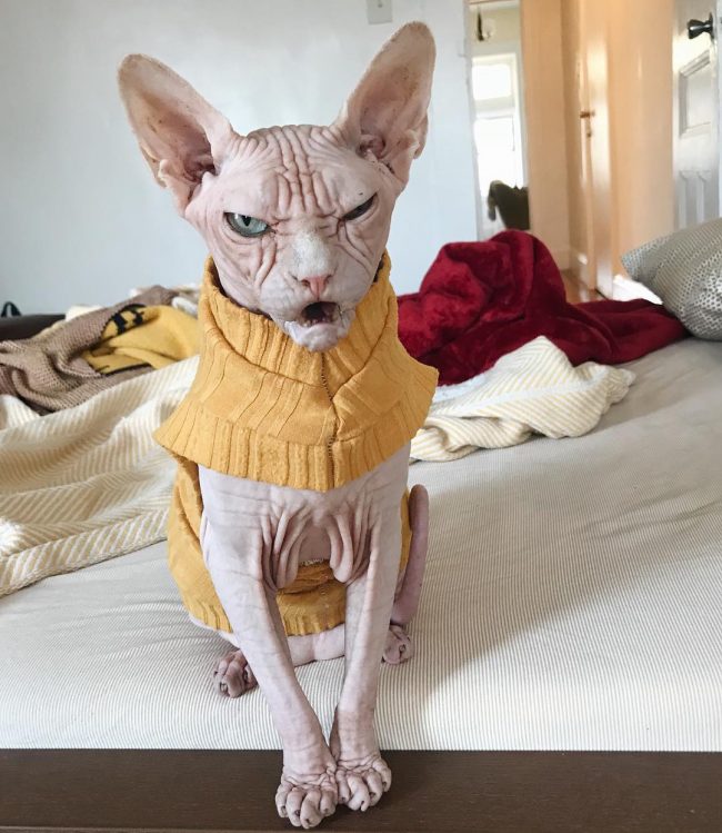 Meet Loki – The World’s Grumpiest Sphynx Cat » Design You Trust ...