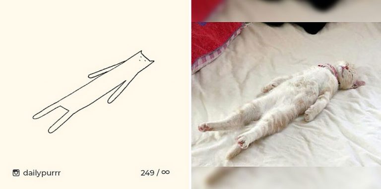 Stupid Cat Drawings On Daily Basis » Design You Trust — Design Daily ...