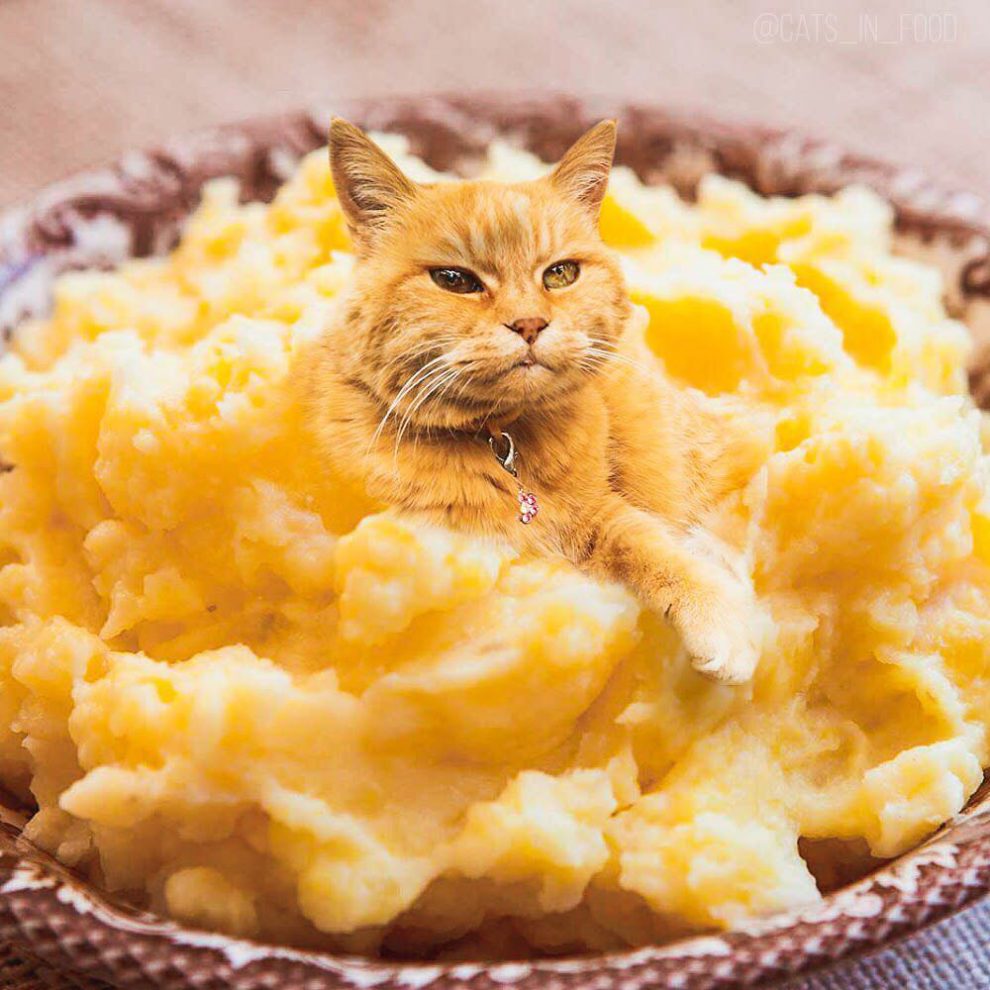 Artist Combines Cats & Food In A Cute Culinary Collaboration » Design ...