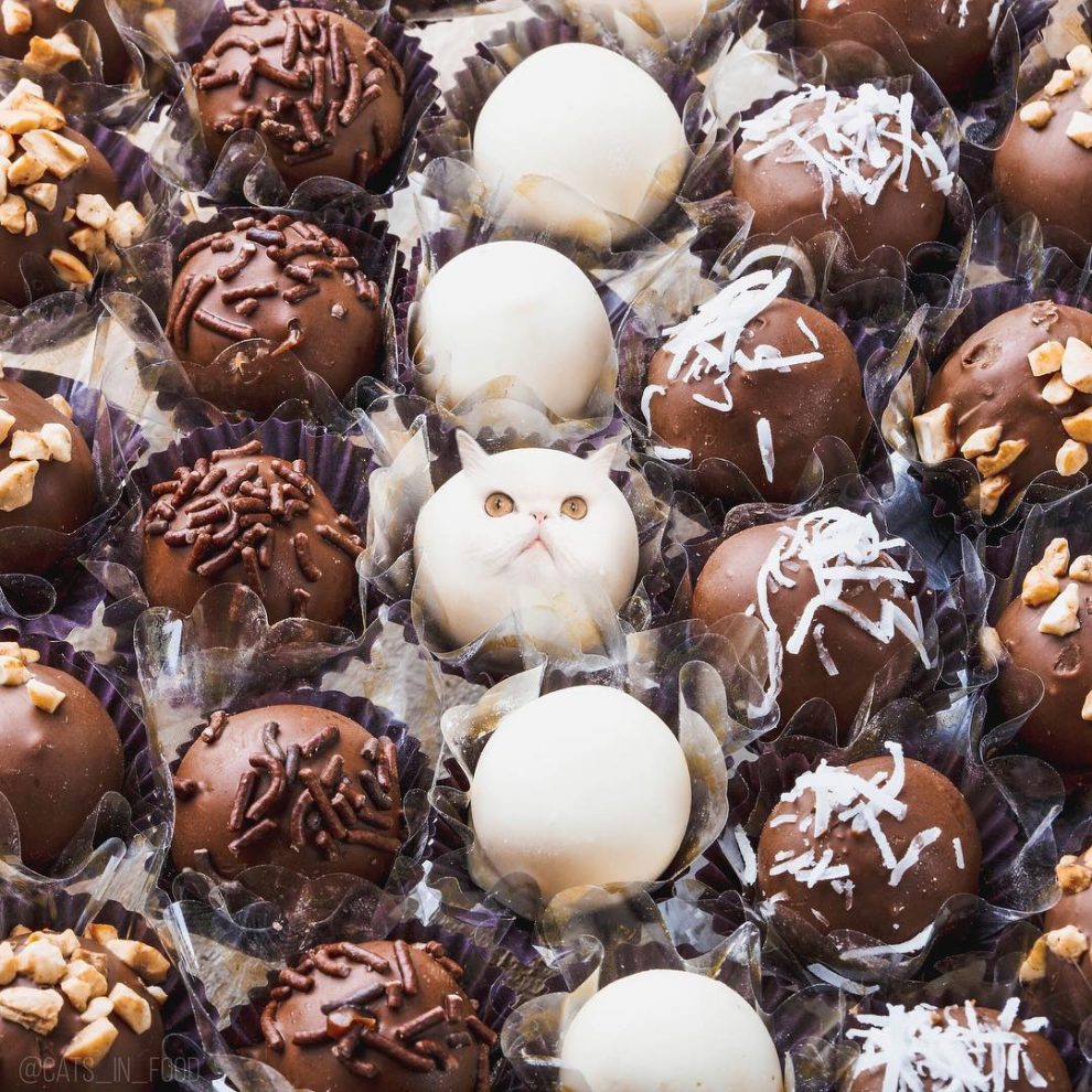 Artist Combines Cats & Food In A Cute Culinary Collaboration » Design ...