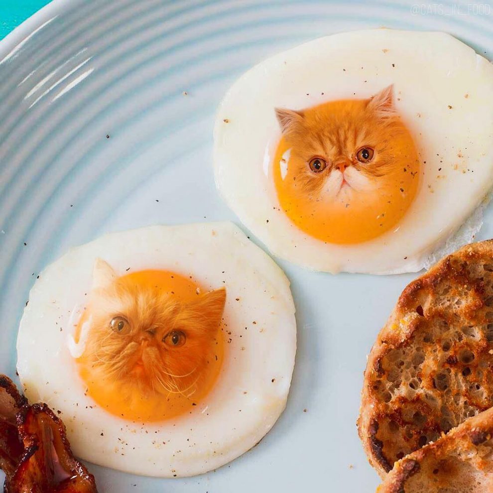 Artist Combines Cats & Food In A Cute Culinary Collaboration » Design ...