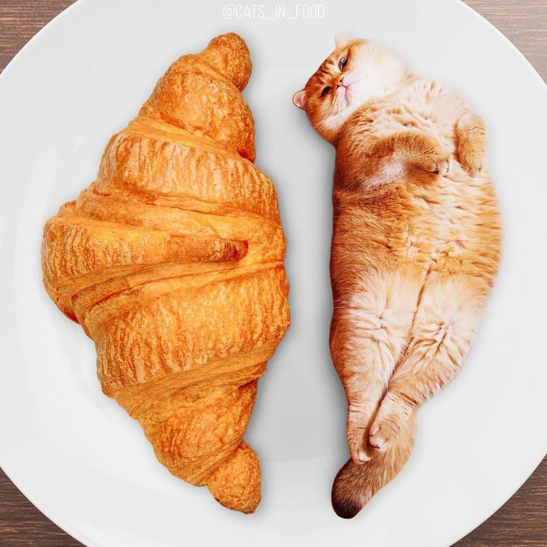Artist Combines Cats & Food In A Cute Culinary Collaboration » Design ...
