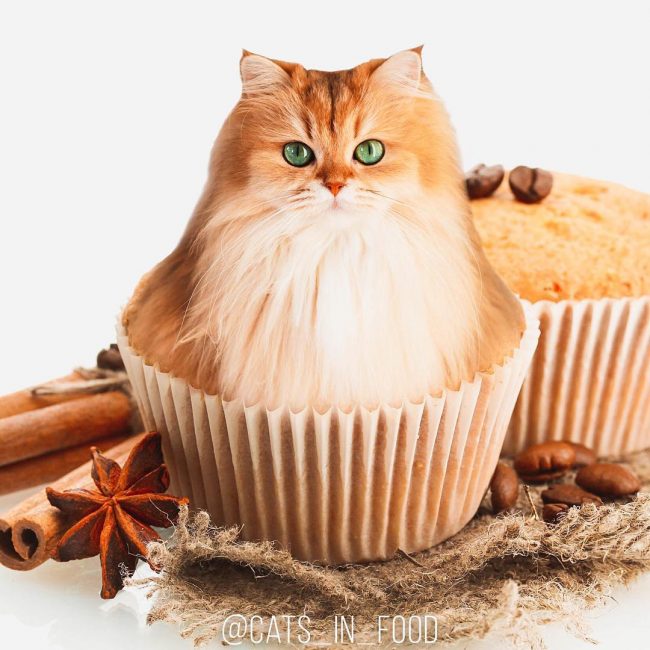 Artist Combines Cats & Food In A Cute Culinary Collaboration » Design ...
