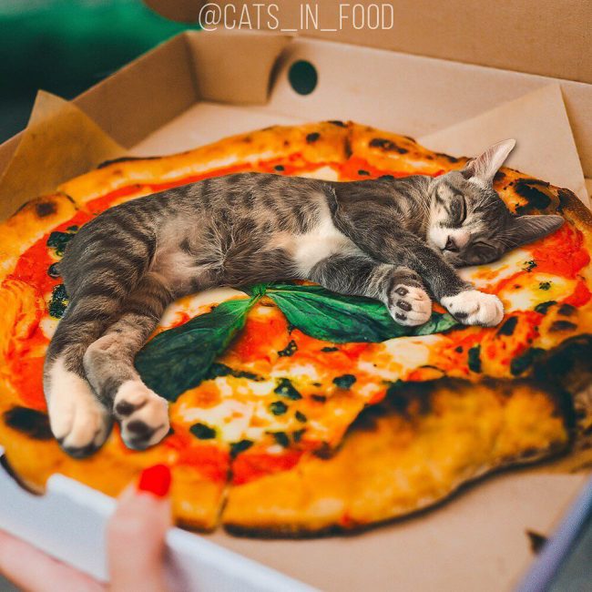 Artist Combines Cats & Food In A Cute Culinary Collaboration » Design ...