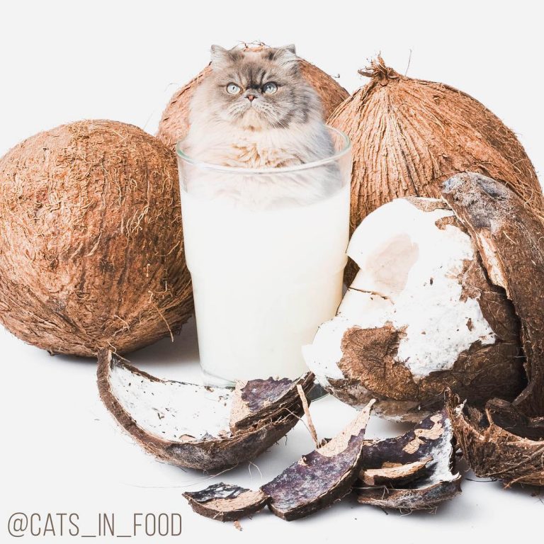 Artist Combines Cats & Food In A Cute Culinary Collaboration » Design ...