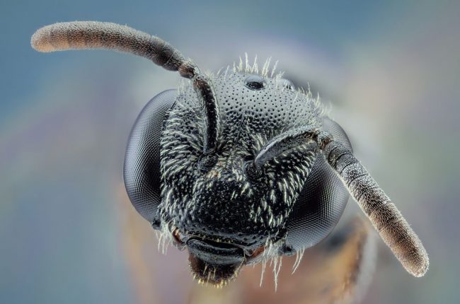 This Extraordinary Close-Up Photos Turns Mundane Insects Into ...