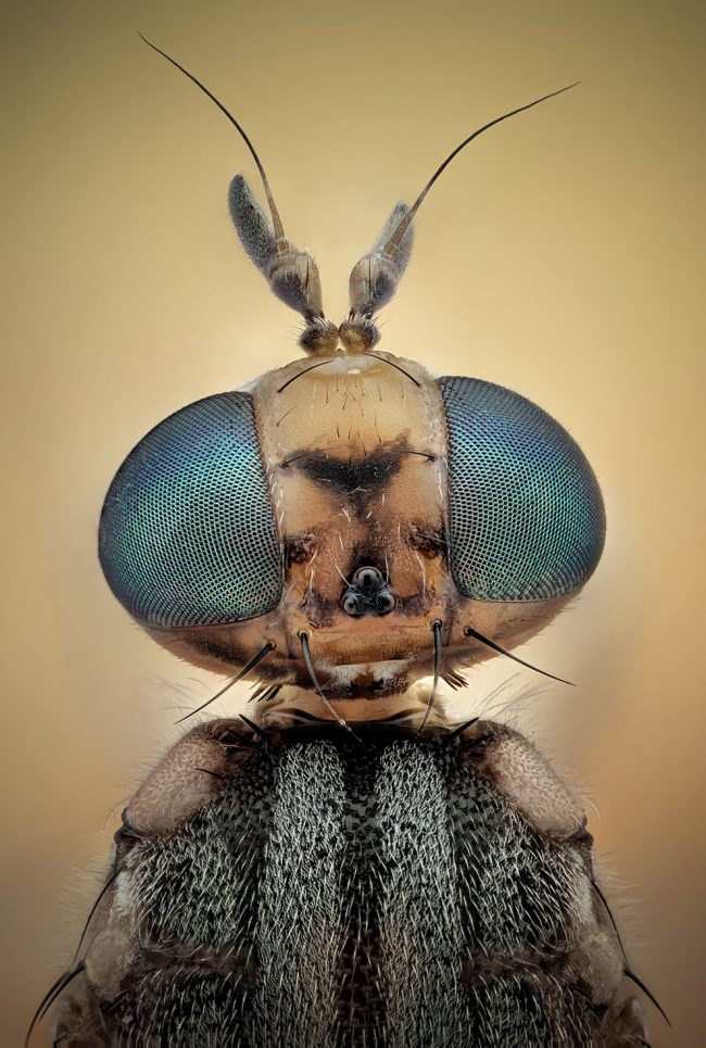 This Extraordinary Close-Up Photos Turns Mundane Insects Into ...