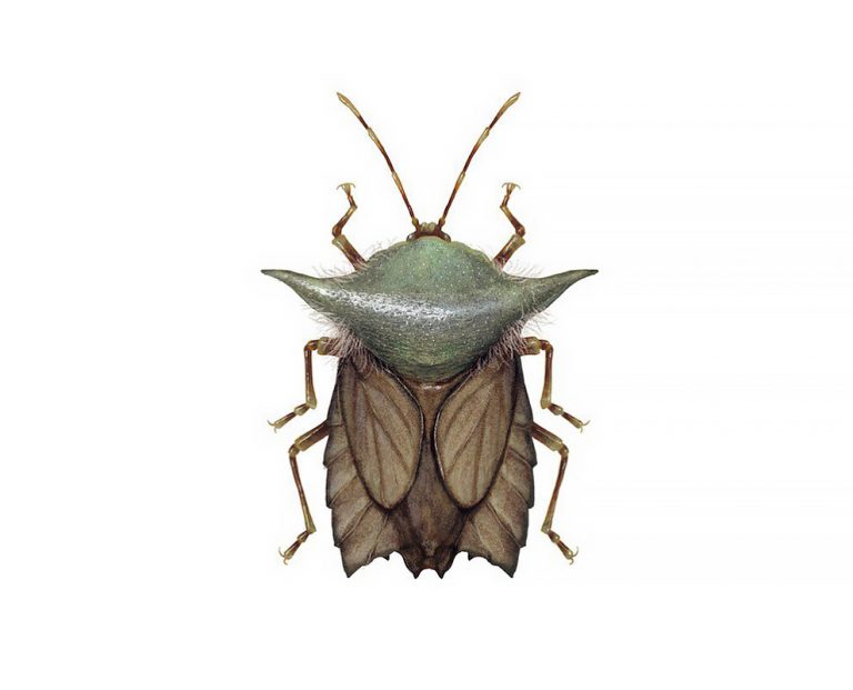 Artist Richard Wilkinson Mutates Insects To Resemble Star Wars ...