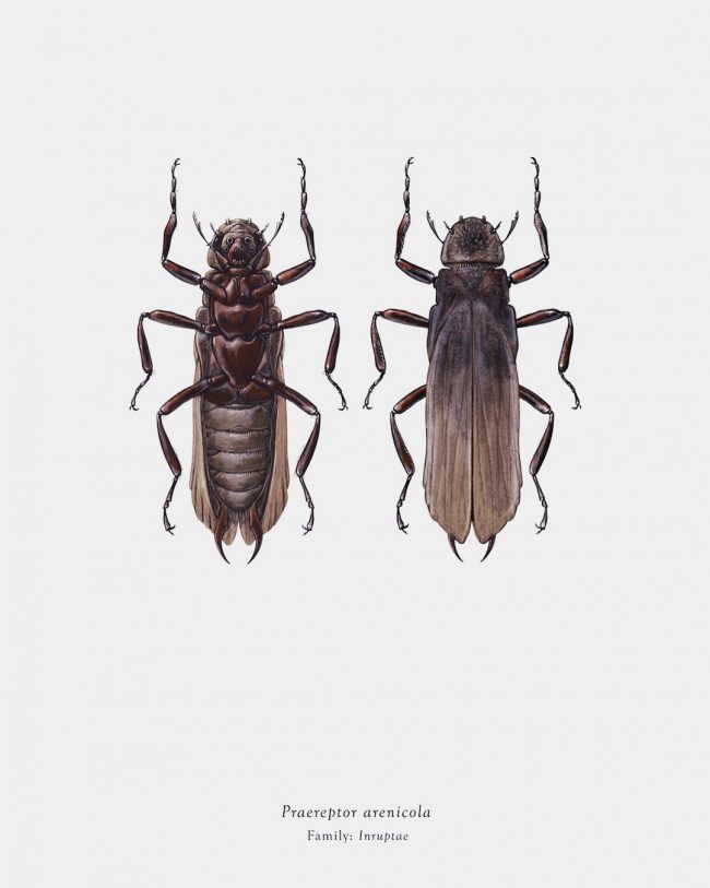 Artist Richard Wilkinson Mutates Insects To Resemble Star Wars ...
