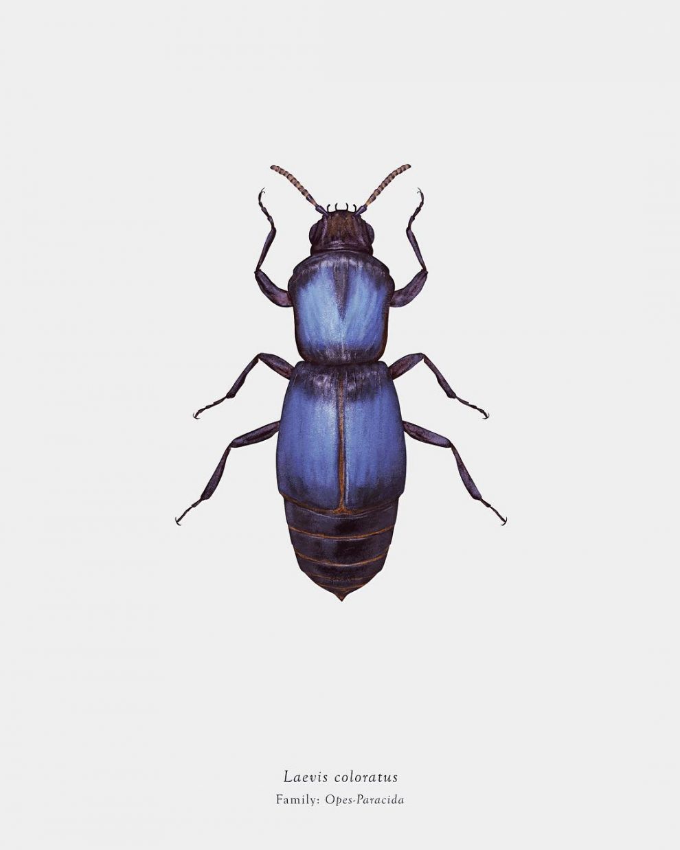 Artist Richard Wilkinson Mutates Insects To Resemble Star Wars ...