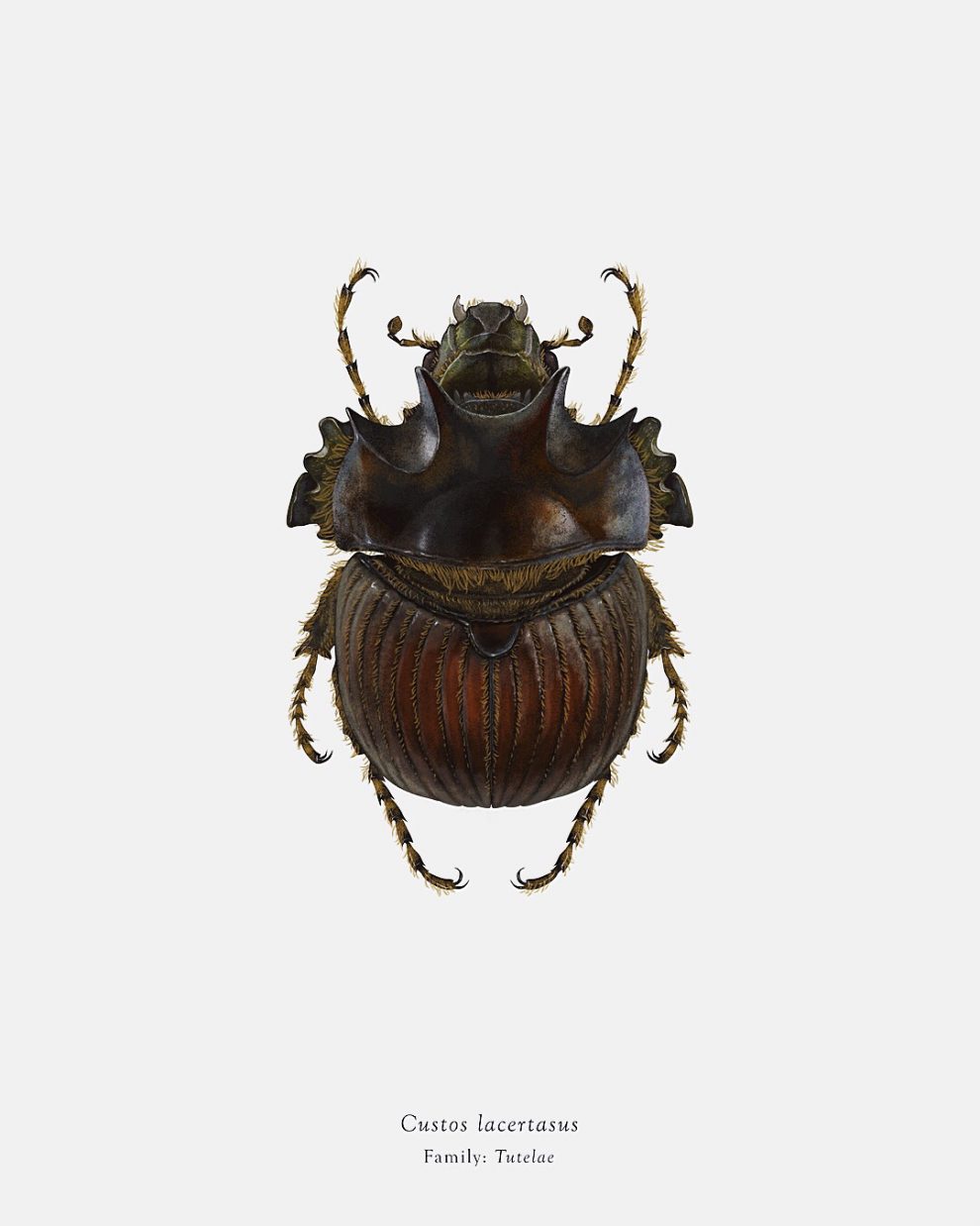 Artist Richard Wilkinson Mutates Insects To Resemble Star Wars ...