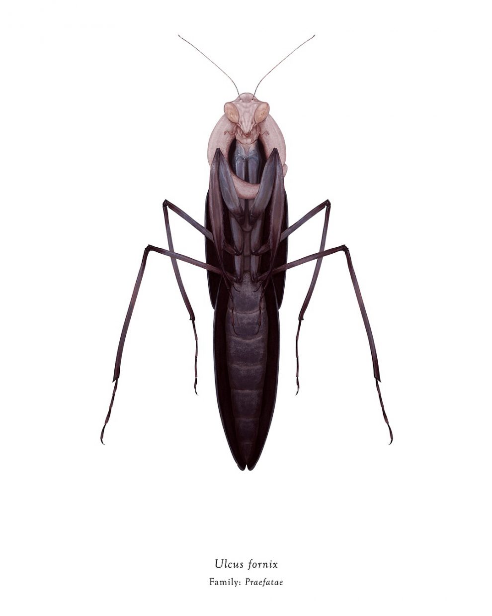 Artist Richard Wilkinson Mutates Insects To Resemble Star Wars