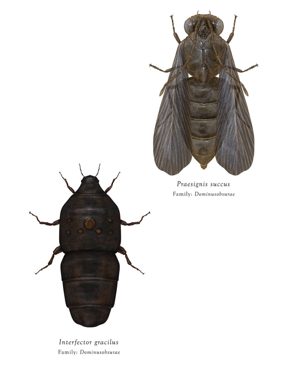 Artist Richard Wilkinson Mutates Insects To Resemble Star Wars ...