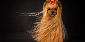 “Wild Masterpieces”: These Glamour Shots Of Animals Are Beautiful!