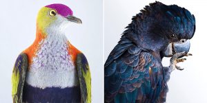 “Wild Masterpieces”: These Glamour Shots Of Animals Are Beautiful!