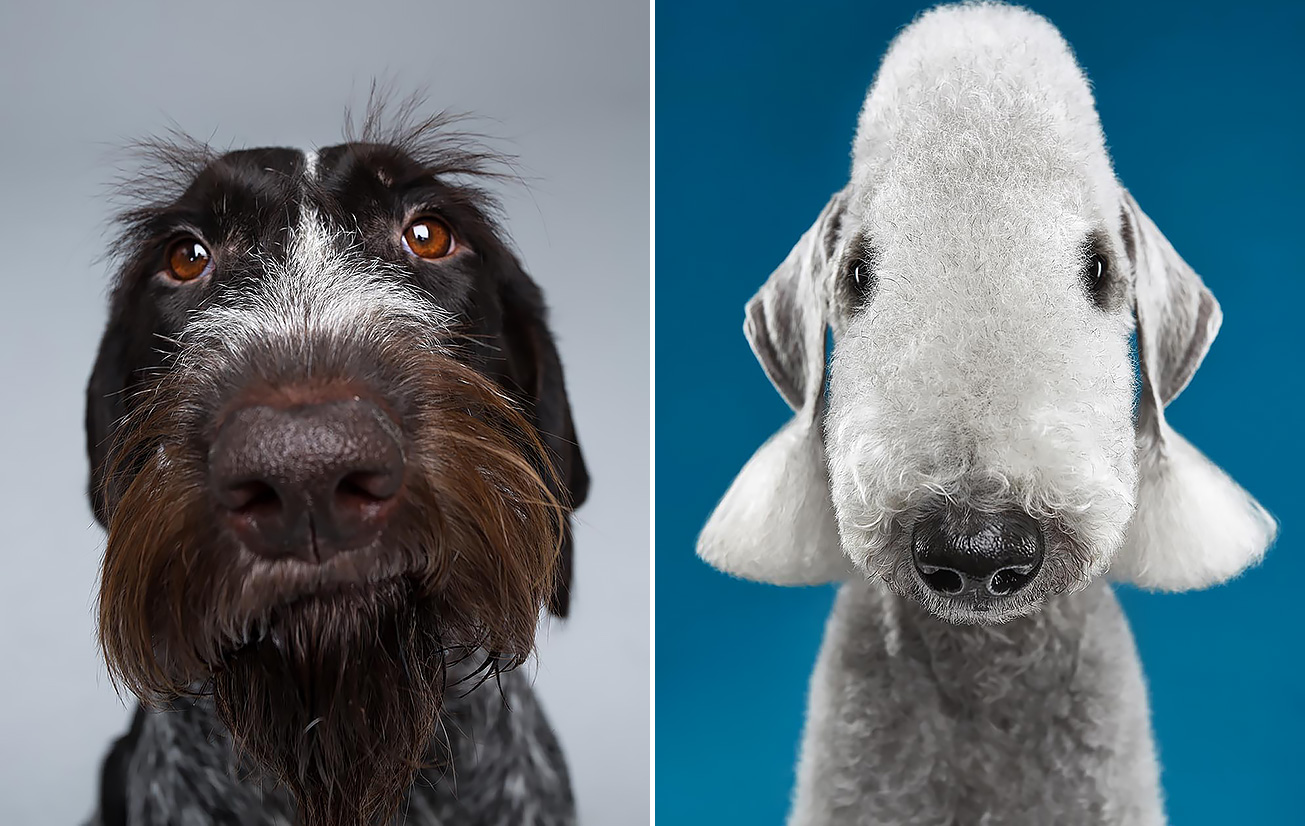 “The Dogs Show”: Photographers Explore The Amazing World Of Dog Breeds ...