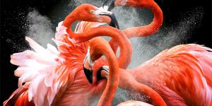 “Wild Masterpieces”: These Glamour Shots Of Animals Are Beautiful!