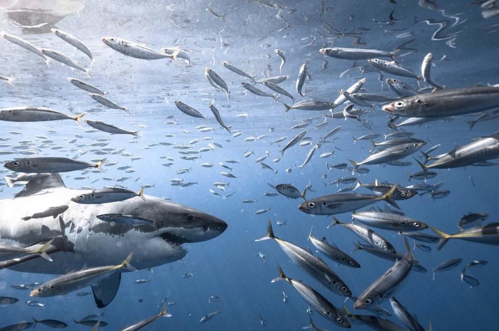 Magnificent Underwater Life Photography By Alex Voyer And Alex Roubaud ...