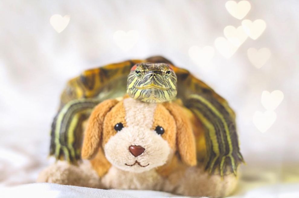 Meet Squishy And Rosy: The Turtles Have Their Instagram Followers ...