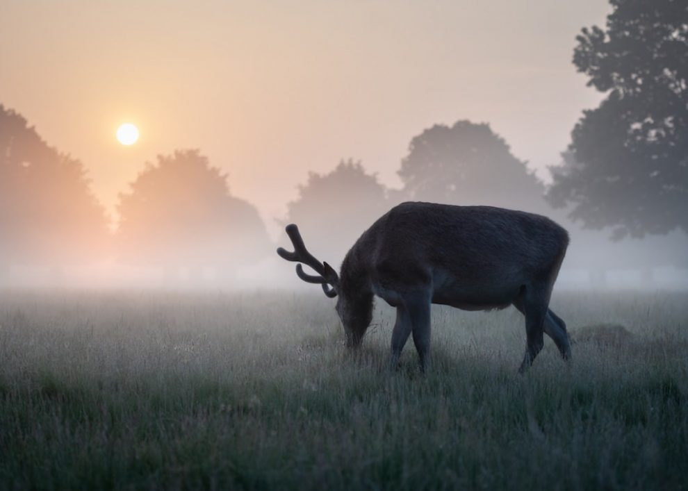 Beautiful Early Entries Of The 2019 Sony World Photography Awards ...