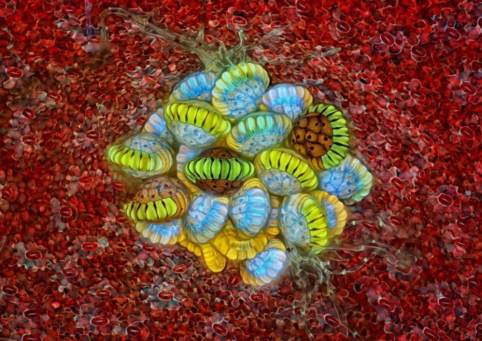 Spectacular Winning Photos Of The 2018 Nikon Small World Contest Reveal ...