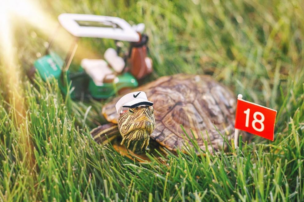 Meet Squishy And Rosy: The Turtles Have Their Instagram Followers ...