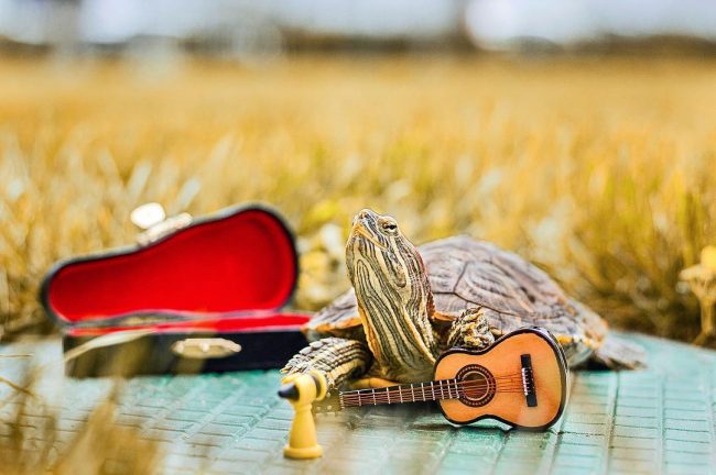 Meet Squishy And Rosy: The Turtles Have Their Instagram Followers ...