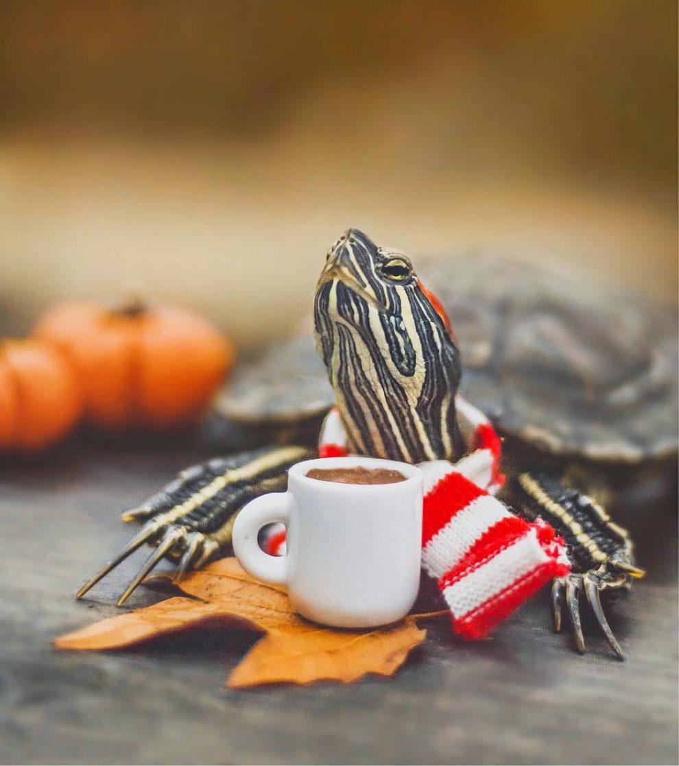 Meet Squishy And Rosy: The Turtles Have Their Instagram Followers ...